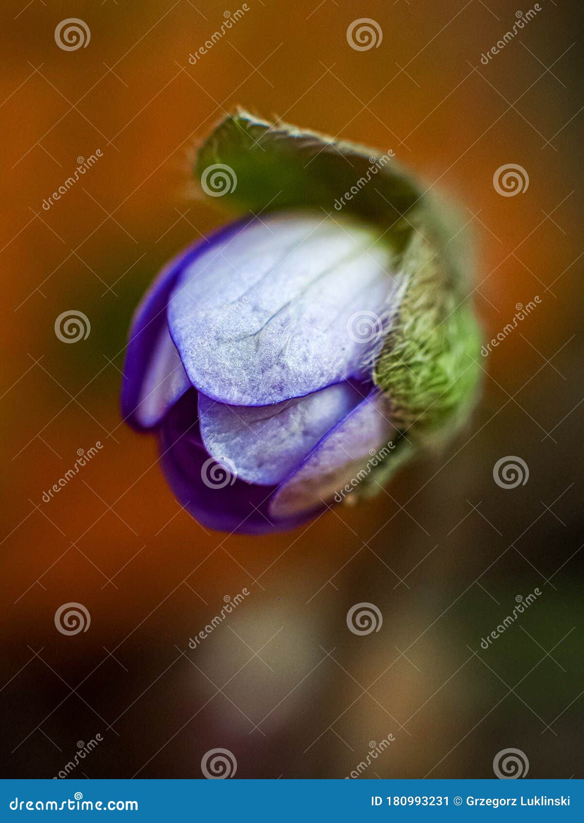 Hepatica flower stock image. Image of yellow, hepatica - 180993231