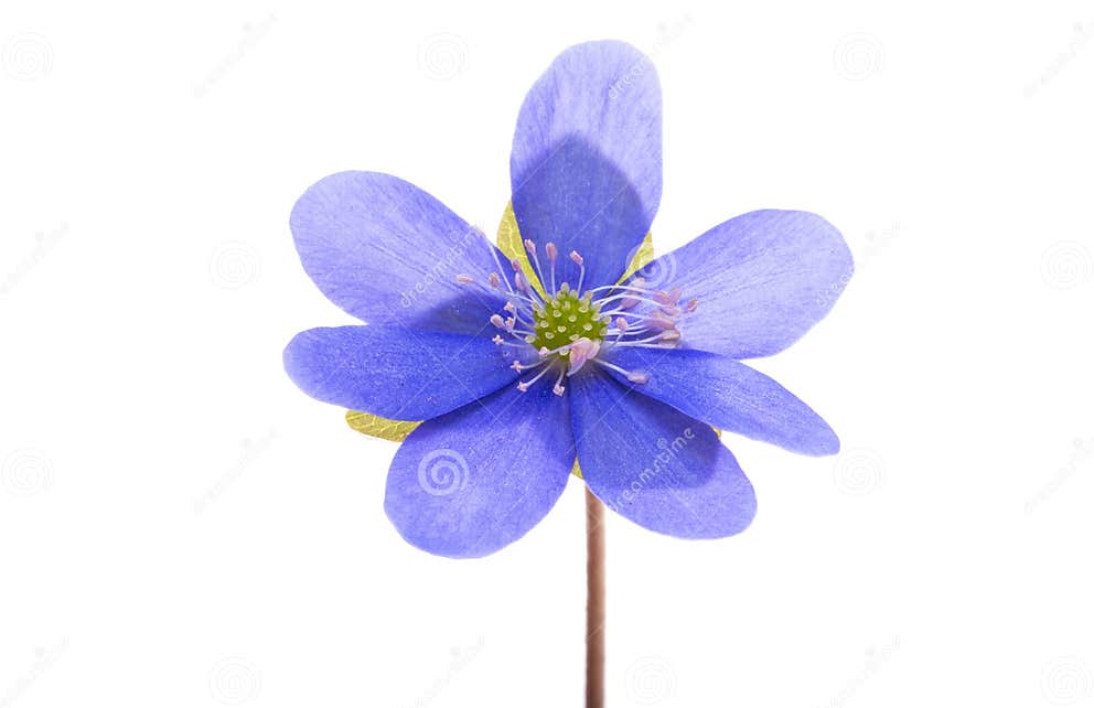 Hepatica flower isolated stock image. Image of flora - 331845991