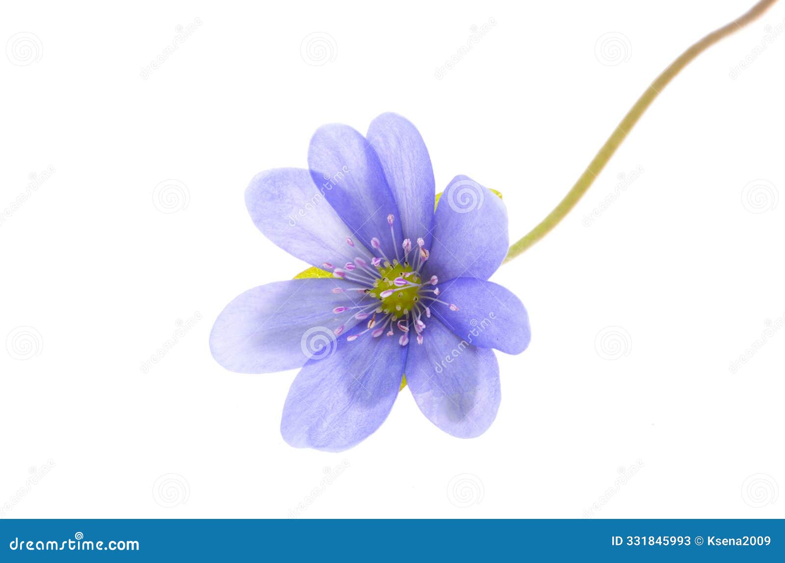 Hepatica flower isolated stock image. Image of wildflower - 331845993