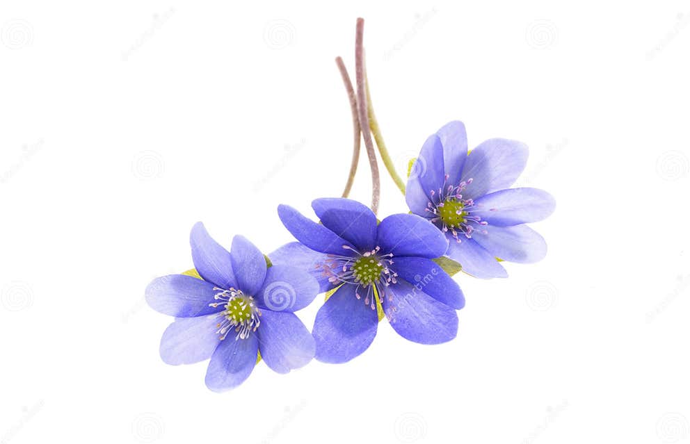 Hepatica flower isolated stock image. Image of white - 331845995