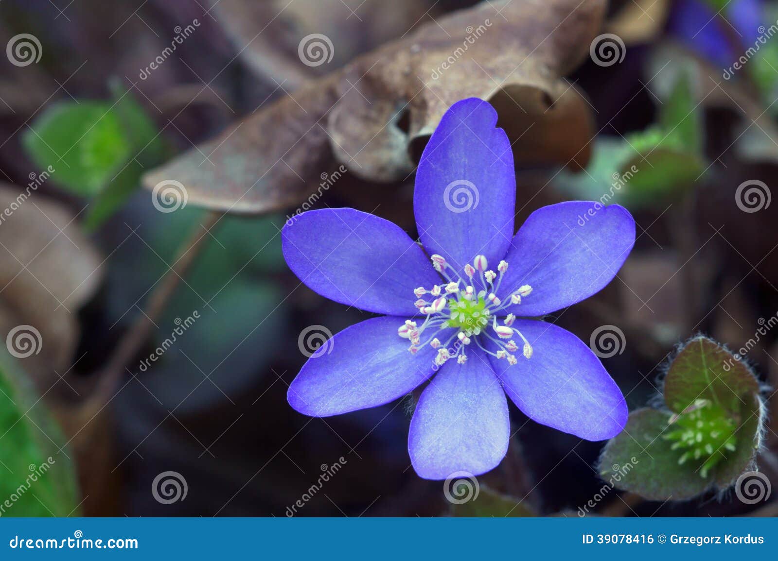 Hepatica flower stock photo. Image of flora, hepatica - 39078416