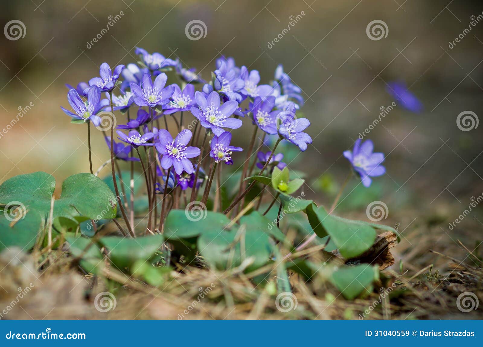 Hepatica flower stock image. Image of woods, fragility - 31040559