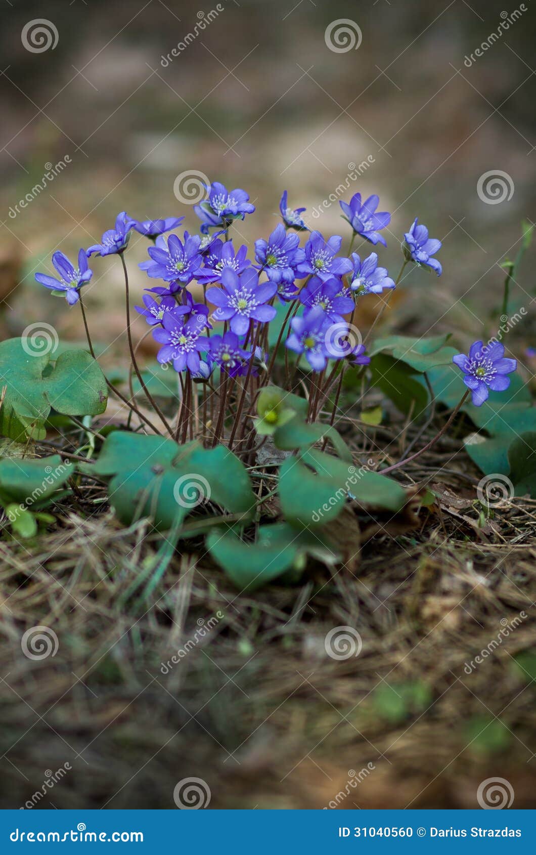 Hepatica flower stock photo. Image of head, liverwort - 31040560