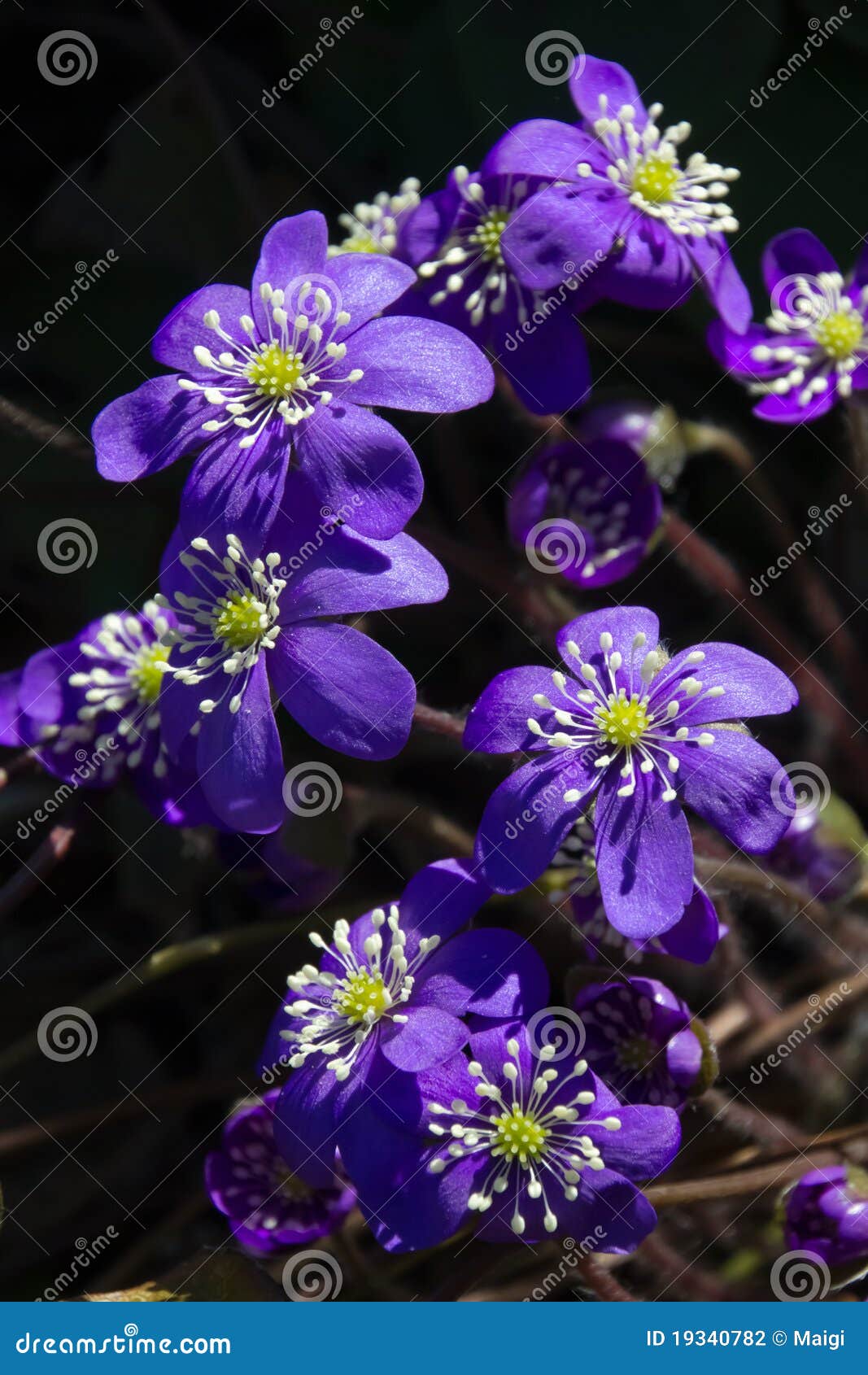 Hepatica flowers stock photo. Image of flower, blue, liverwort - 19340782