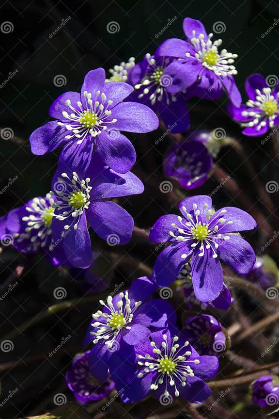 Hepatica flowers stock photo. Image of flower, blue, liverwort - 19340782