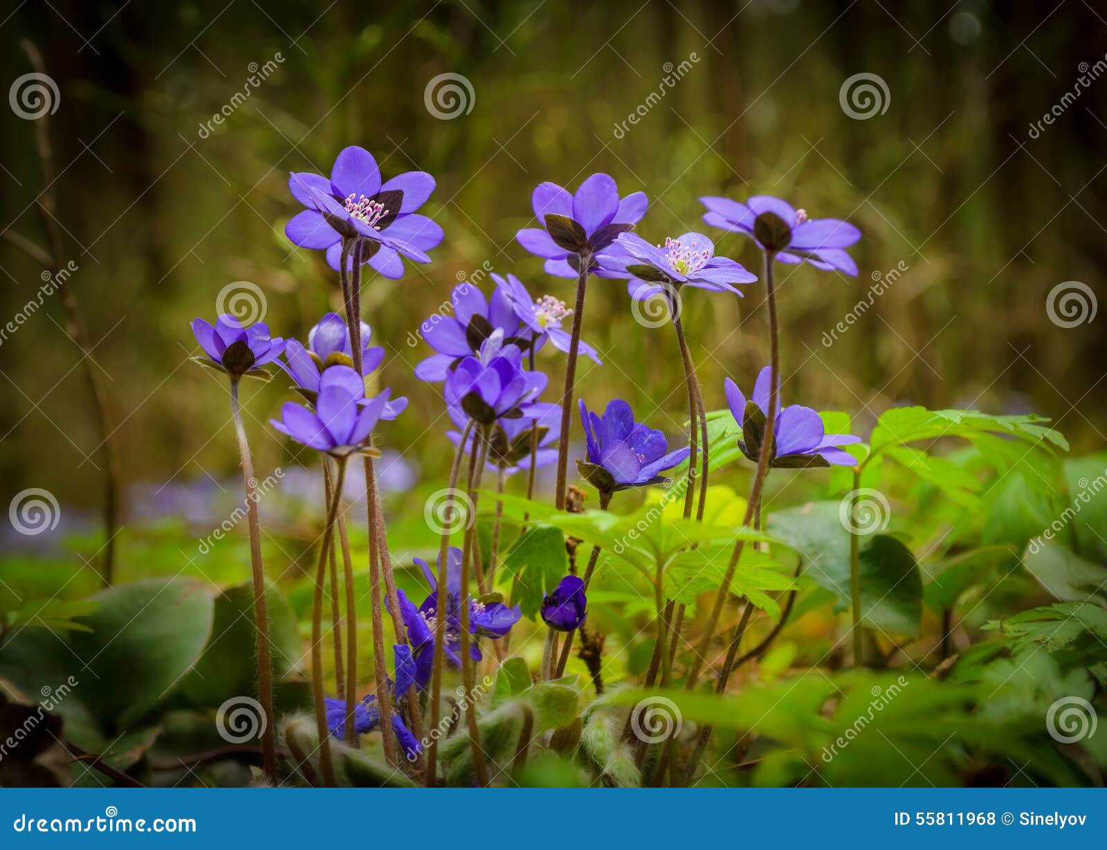 Hepatica Flowers in the Forest Stock Photo - Image of flora, liver ...