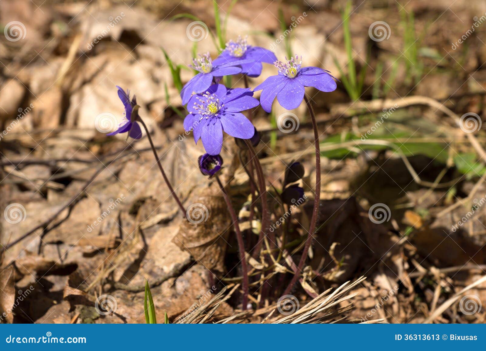 Hepatica in forest stock image. Image of flowers, bulb - 36313613