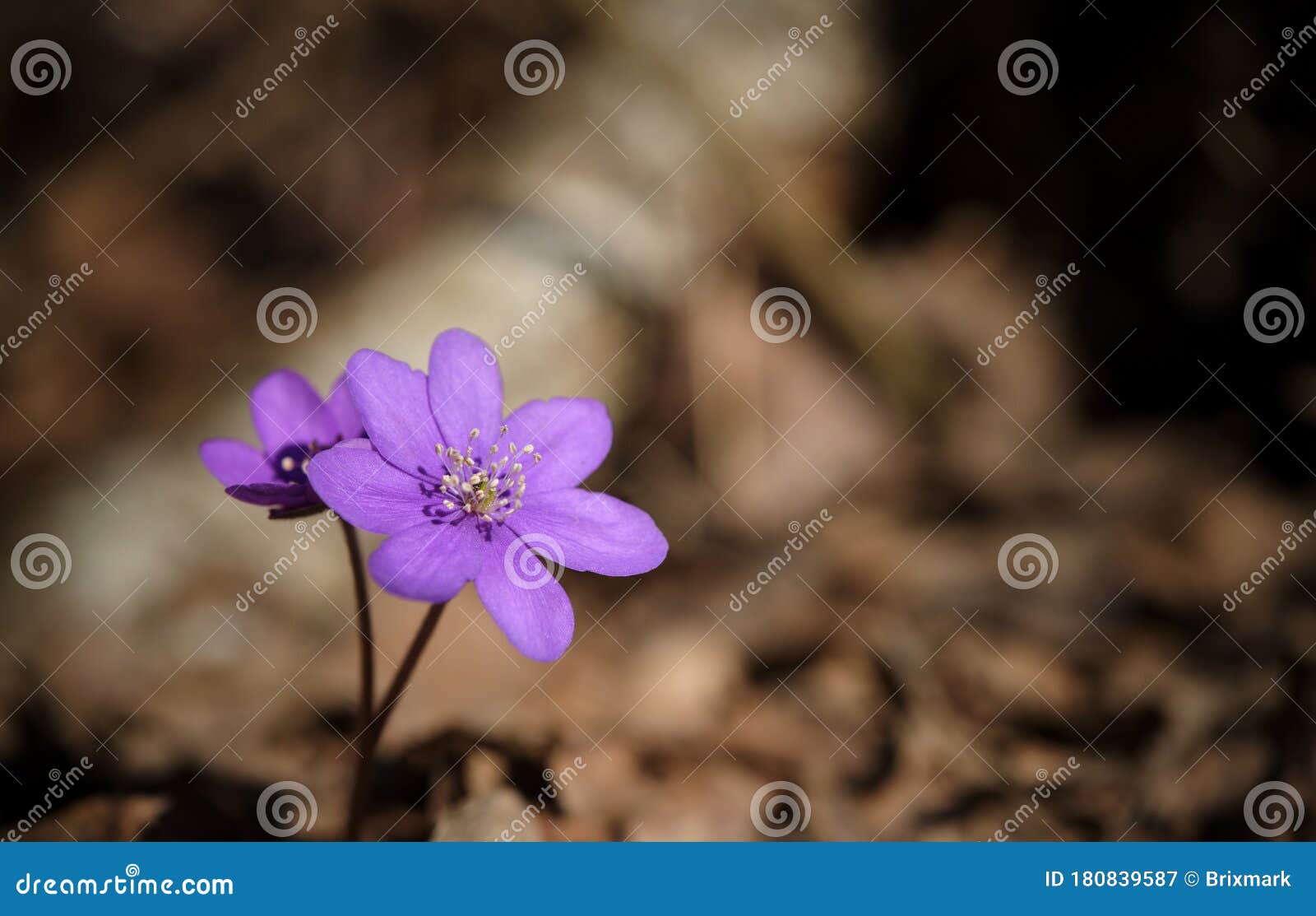 A Hepatica in Front of Another Stock Image - Image of colors, leaf ...
