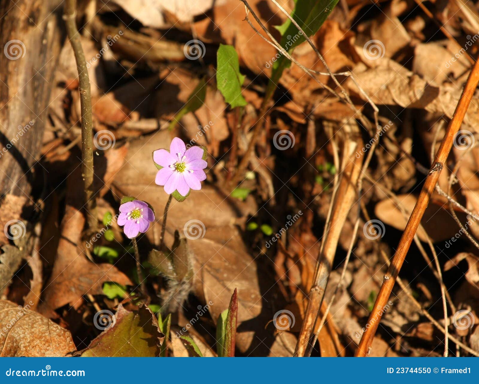 Hepatica liverwort Flower stock photo. Image of blossom - 23744550