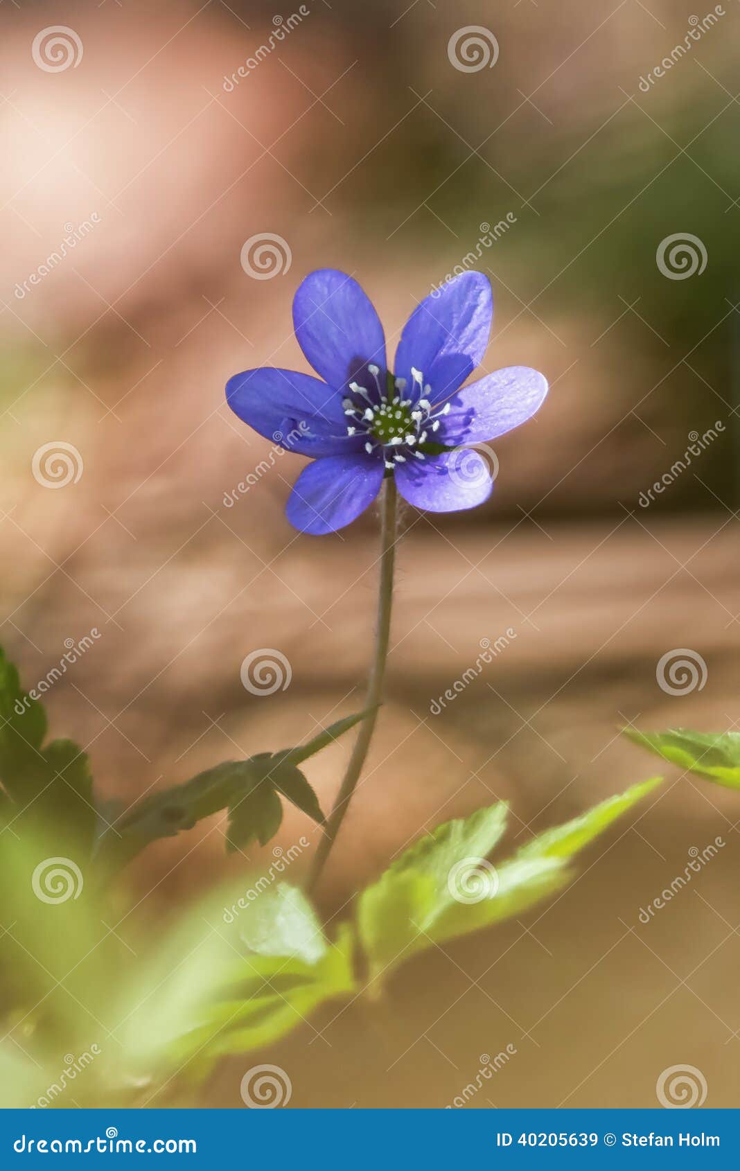 Hepatica Nobelis in a Arty Style Stock Image - Image of purple ...