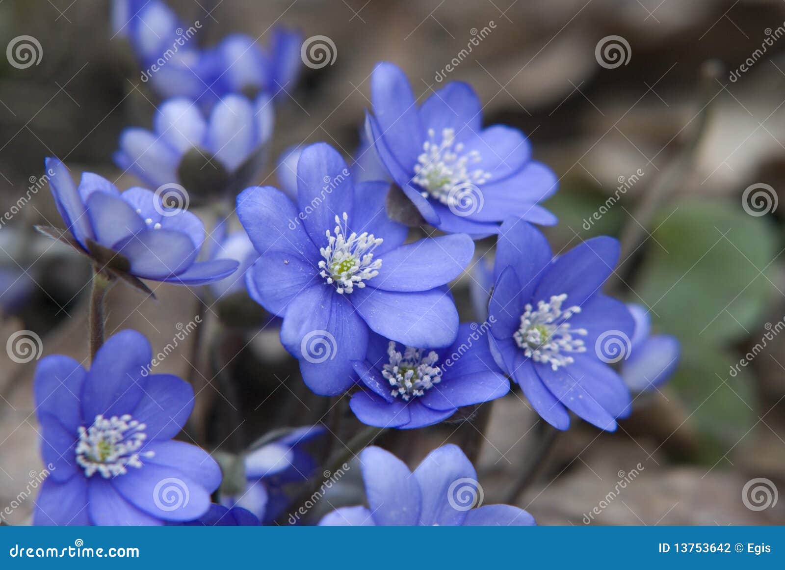 Hepatica Nobilis Stock Photo | CartoonDealer.com #30892506