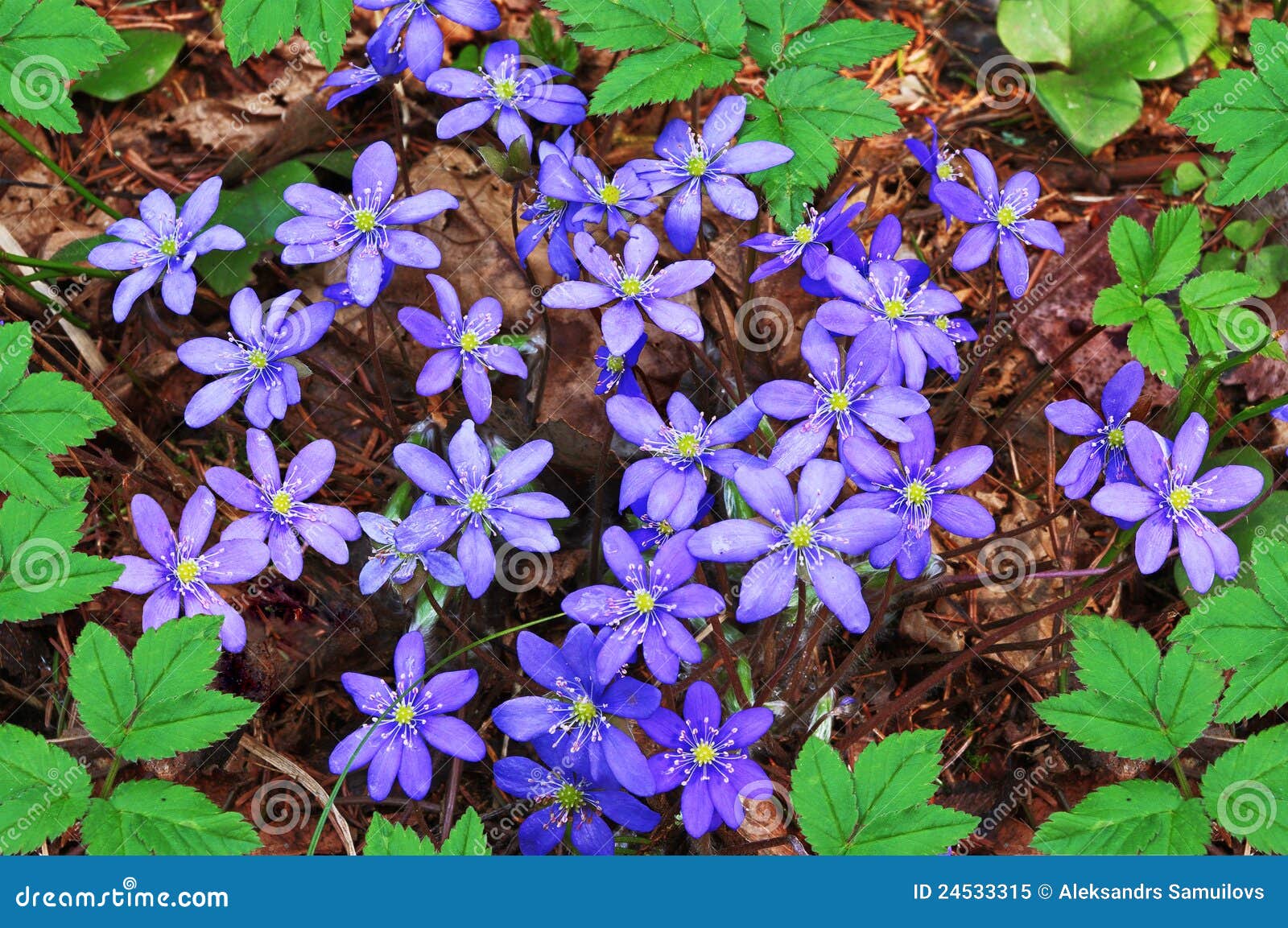 Hepatica Nobilis Royalty-Free Stock Photography | CartoonDealer.com ...