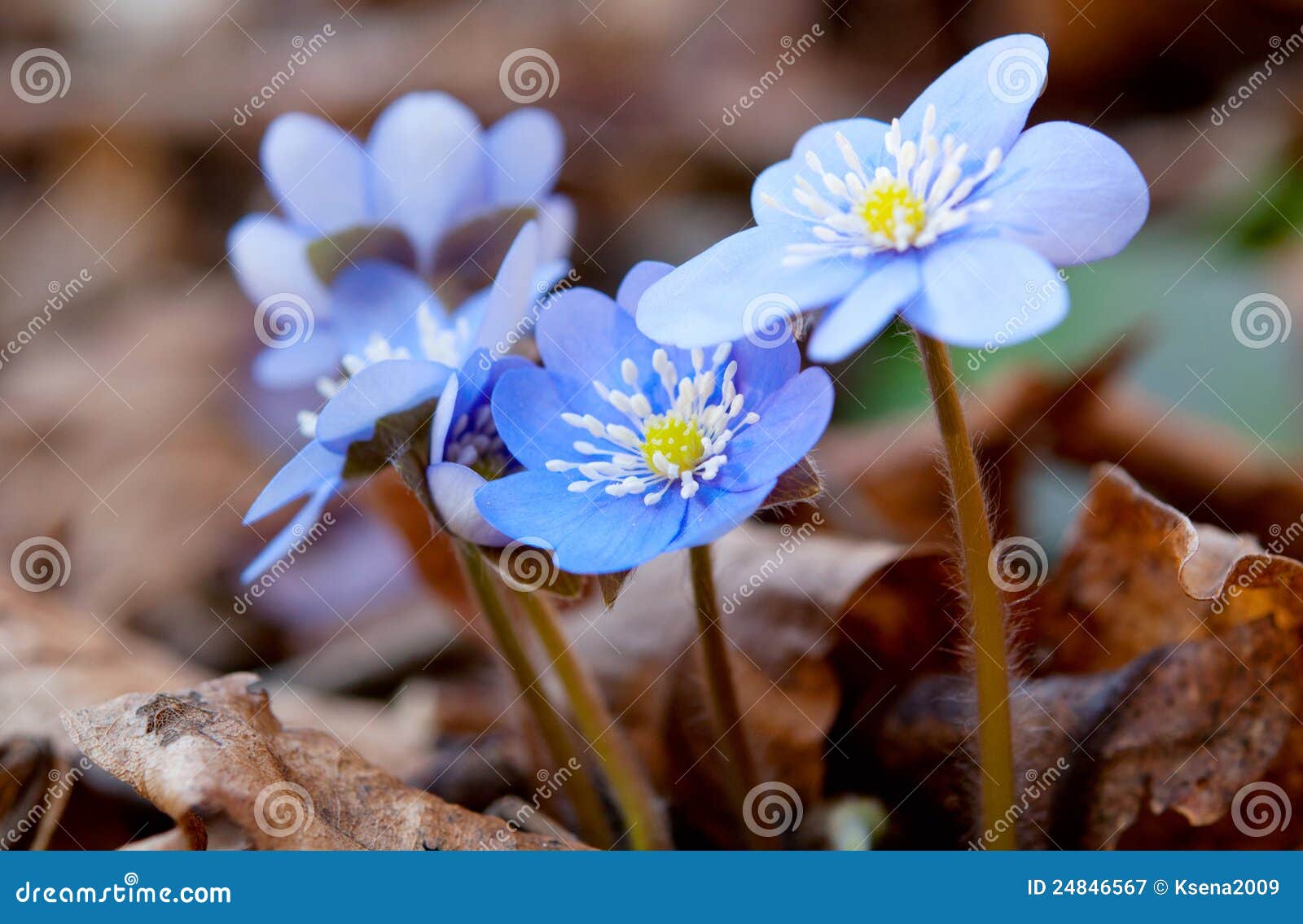 Hepatica nobilis stock image. Image of hepatica, bloom - 24846567