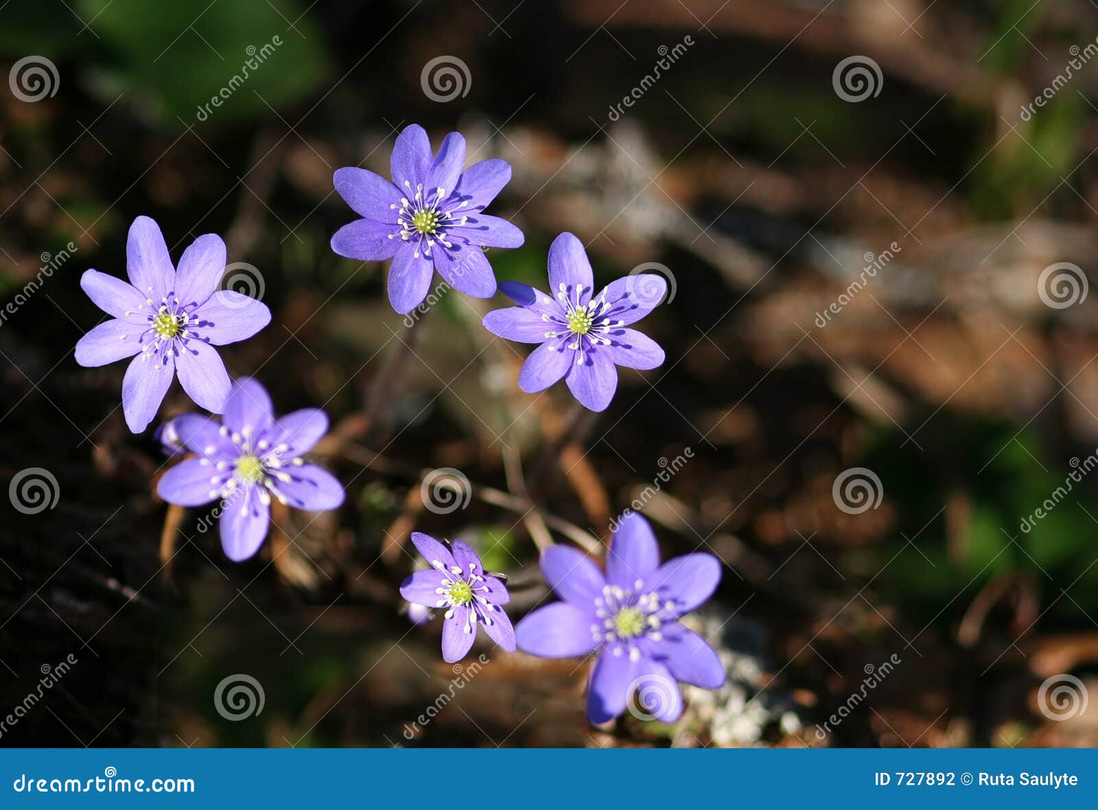 Hepatica nobilis stock photo. Image of small, macro, green - 727892