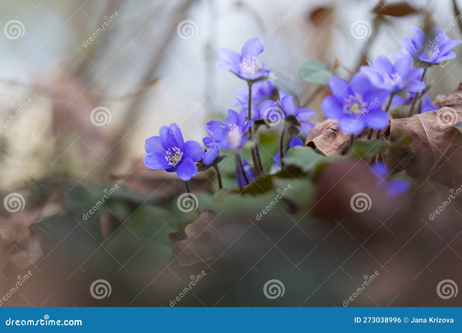 Hepatica Nobilis - Beautiful, Tiny, Blue, Spring Flowers Growing Under ...