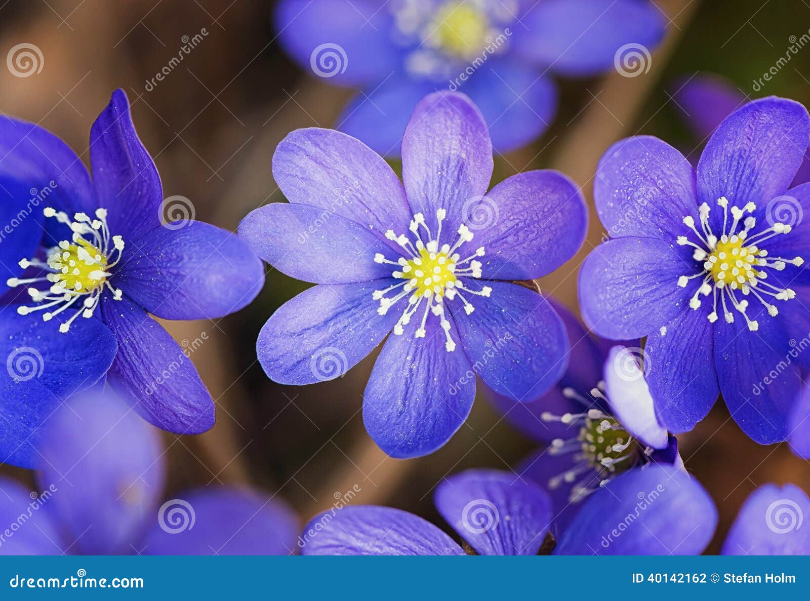 Hepatica Nobilis Blooming in the Spring Forest Stock Photo - Image of ...
