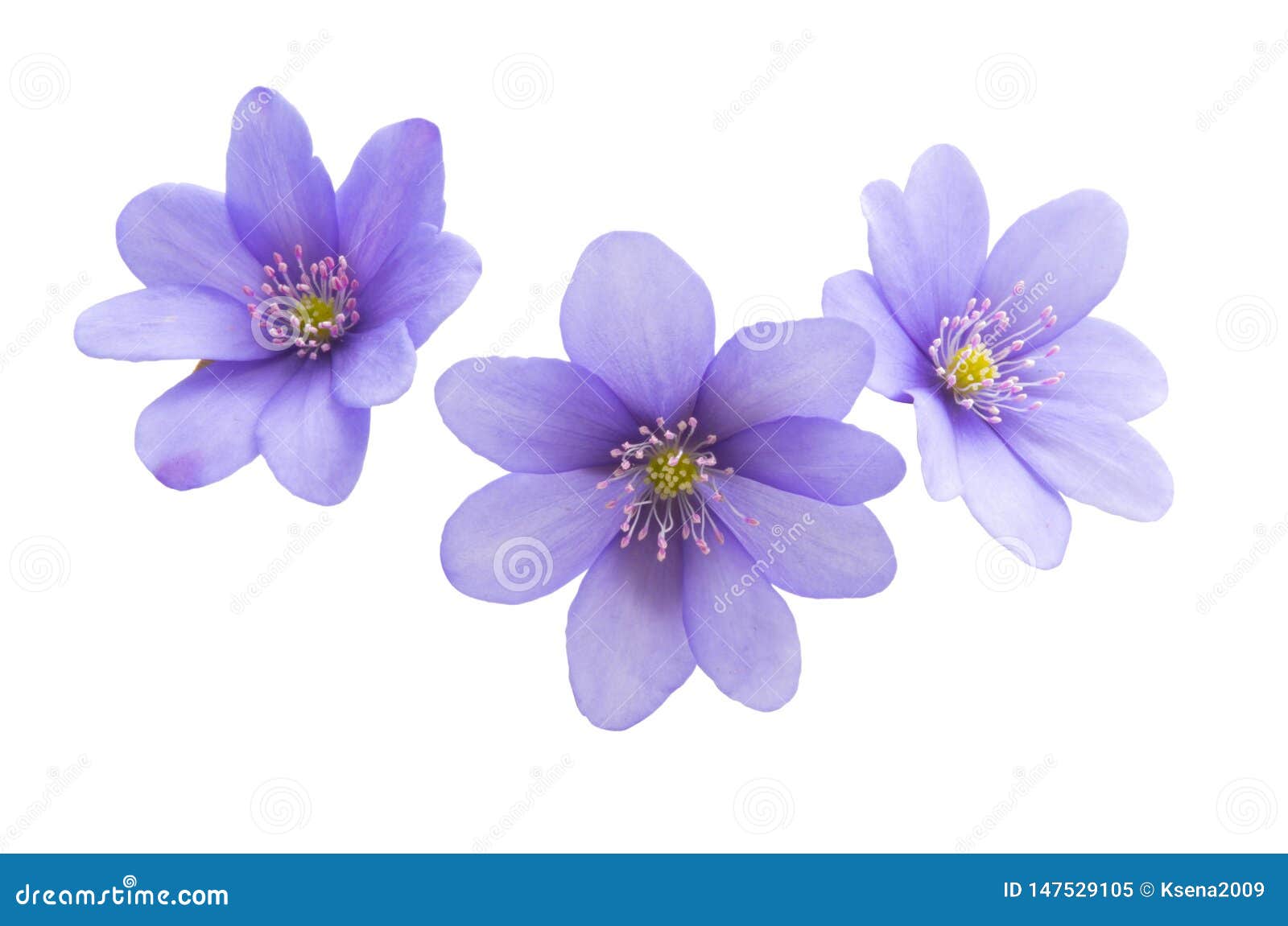 Hepatica Nobilis - First Spring Flower Isolated Stock Image - Image of ...