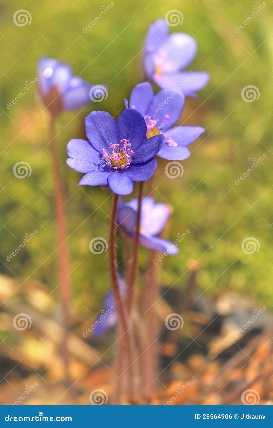 Hepatica nobilis flower stock photo. Image of beautiful - 28564906