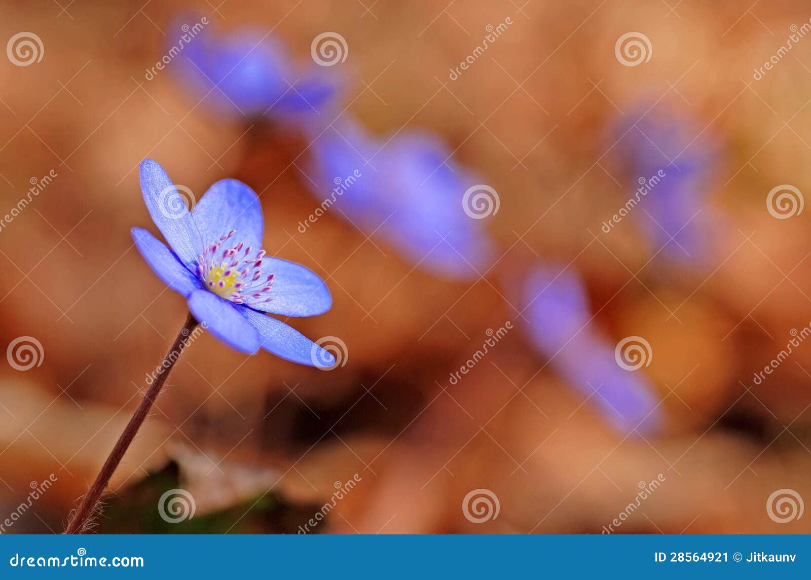 Hepatica nobilis flower stock image. Image of park, group - 28564921
