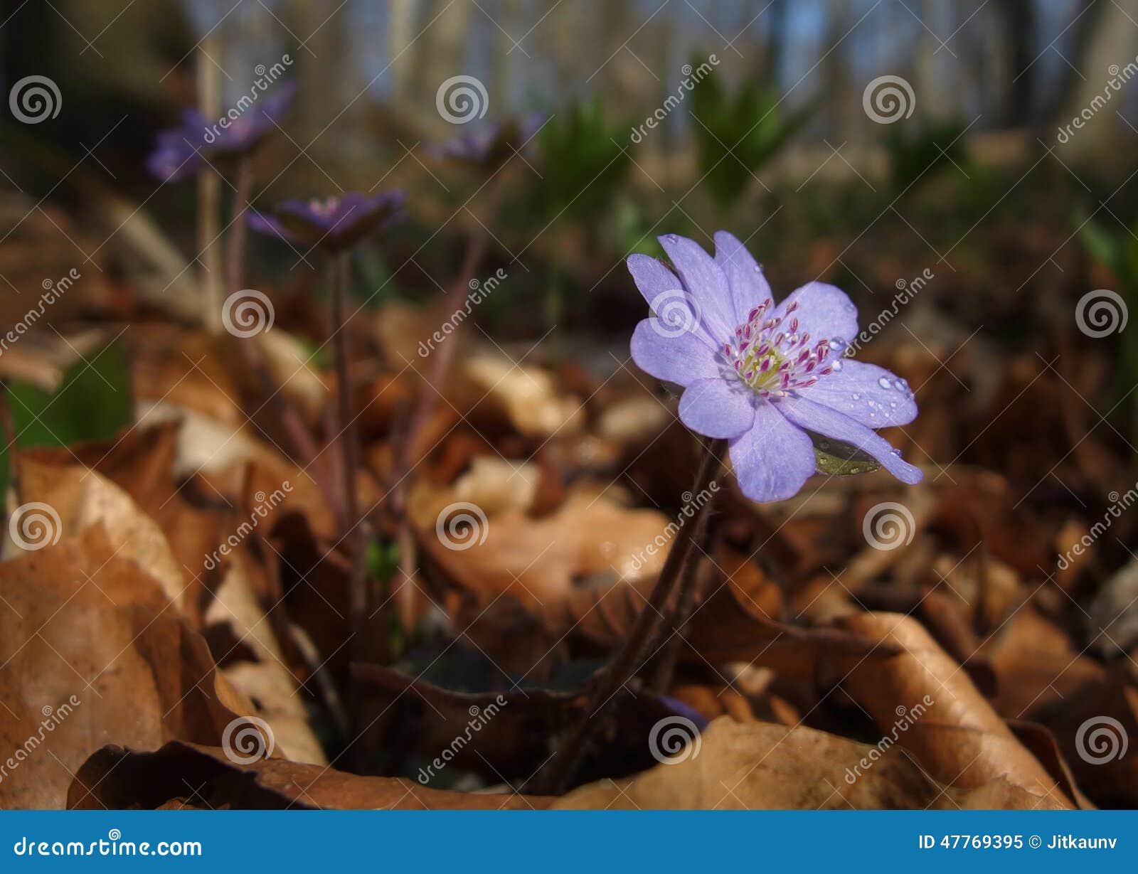 Hepatica nobilis flower stock image. Image of beautiful - 47769395