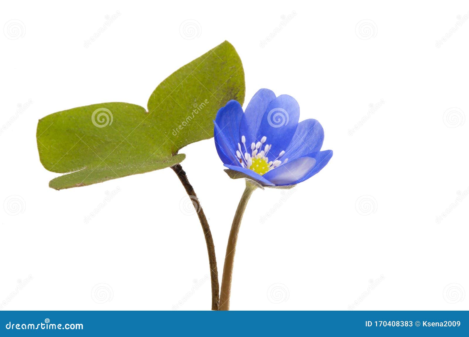 Wild Flower Hepatica Nobilis Stock Image - Image of wildflower, spring ...