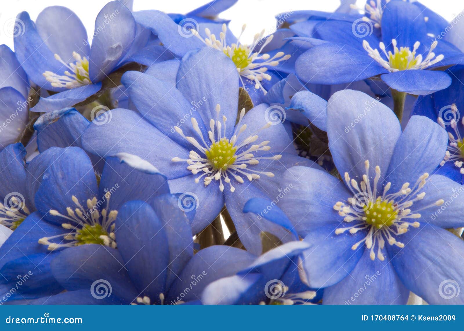 Wild Flower Hepatica Nobilis Stock Photo - Image of detail, seasonal ...