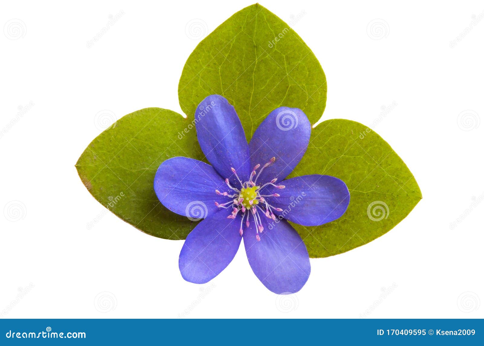 Wild Flower Hepatica Nobilis Stock Image - Image of wildflower ...