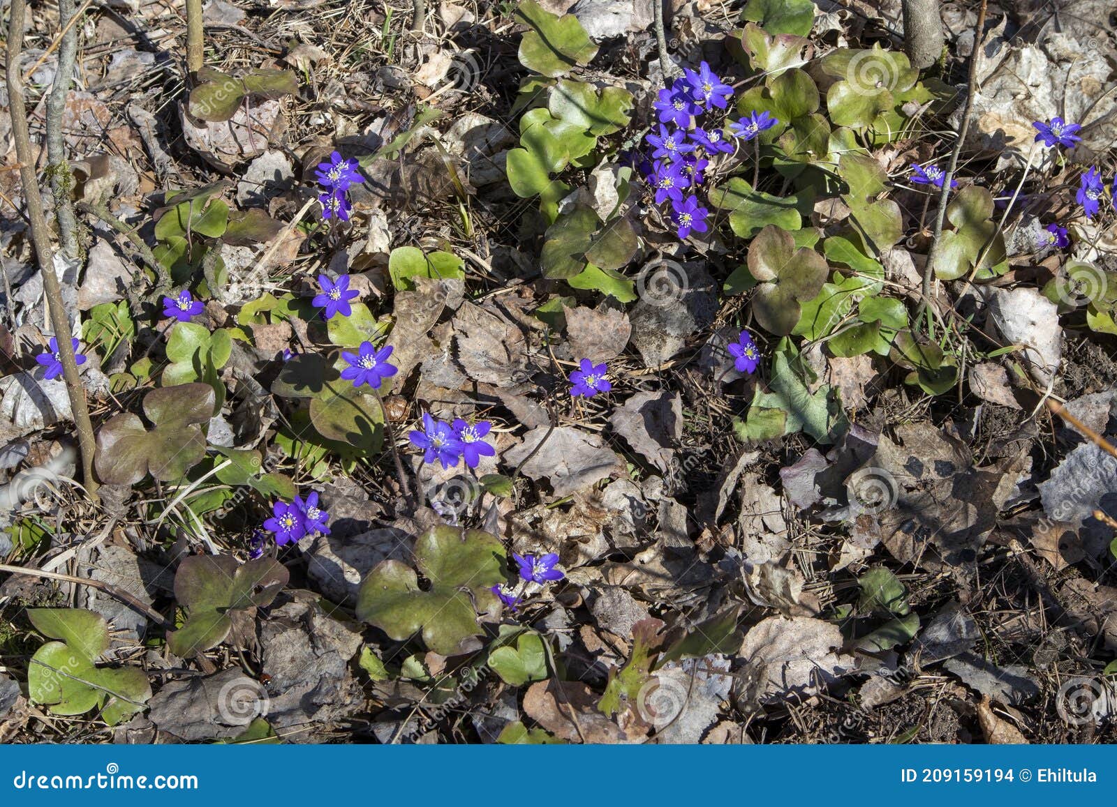 Hepatica Nobilis Liverwort Flowers Stock Photo - Image of bloom ...