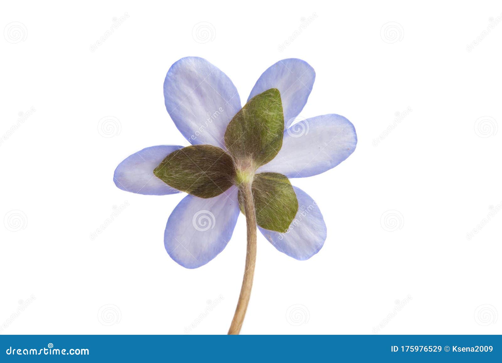 Hepatica Nobilis Wild Flower Stock Image - Image of plant, space: 175976529