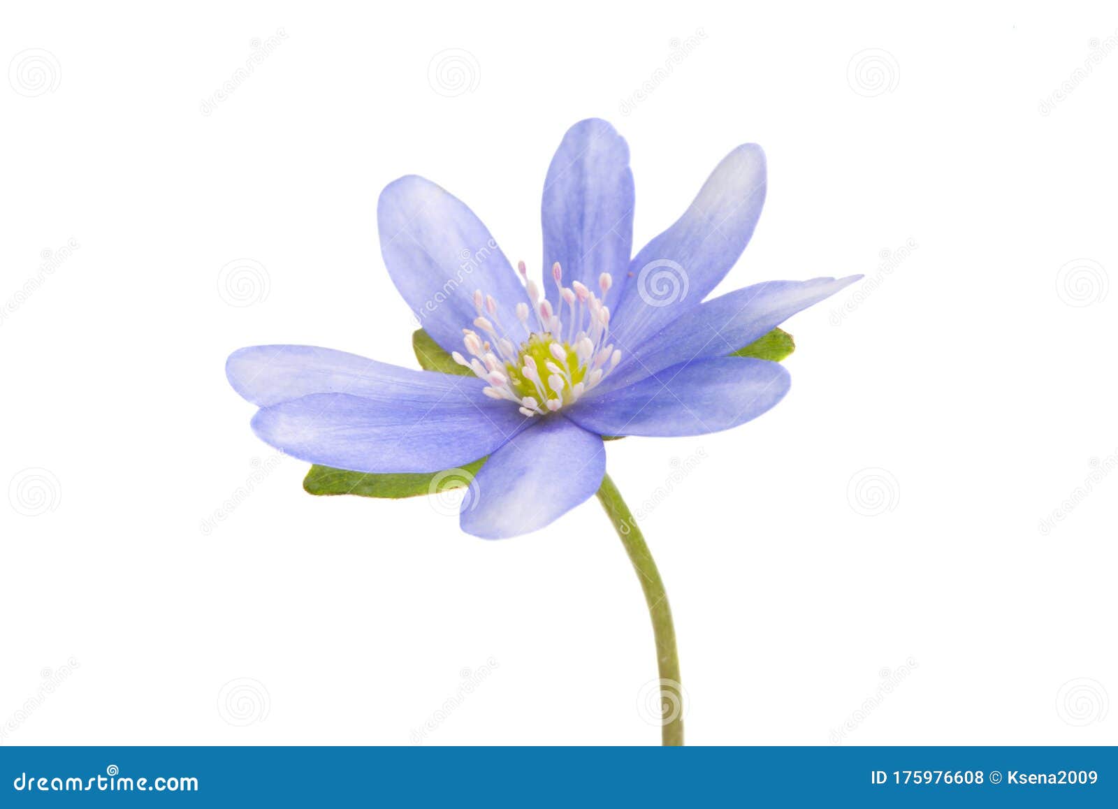 Hepatica Nobilis Wild Flower Stock Photo - Image of wild, white: 175976608