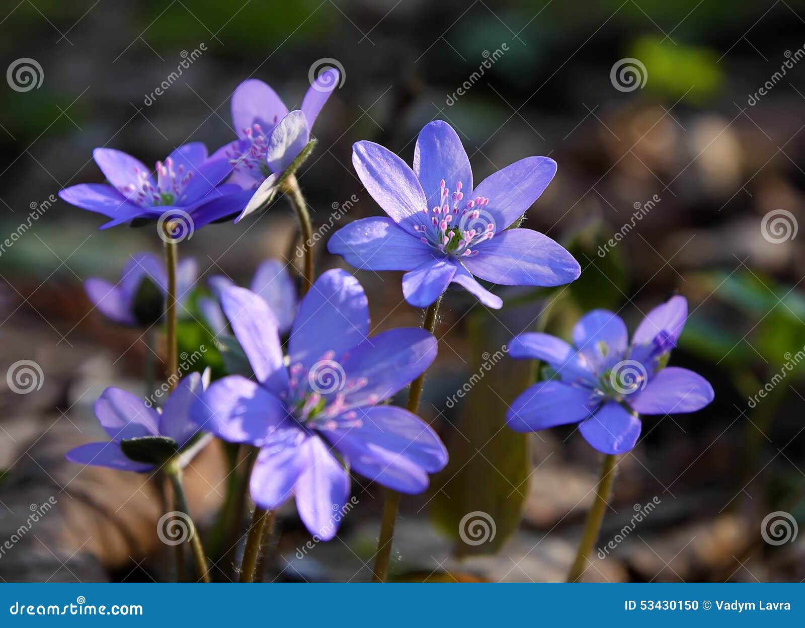 Hepatica spring flower stock photo. Image of group, liverwort - 53430150