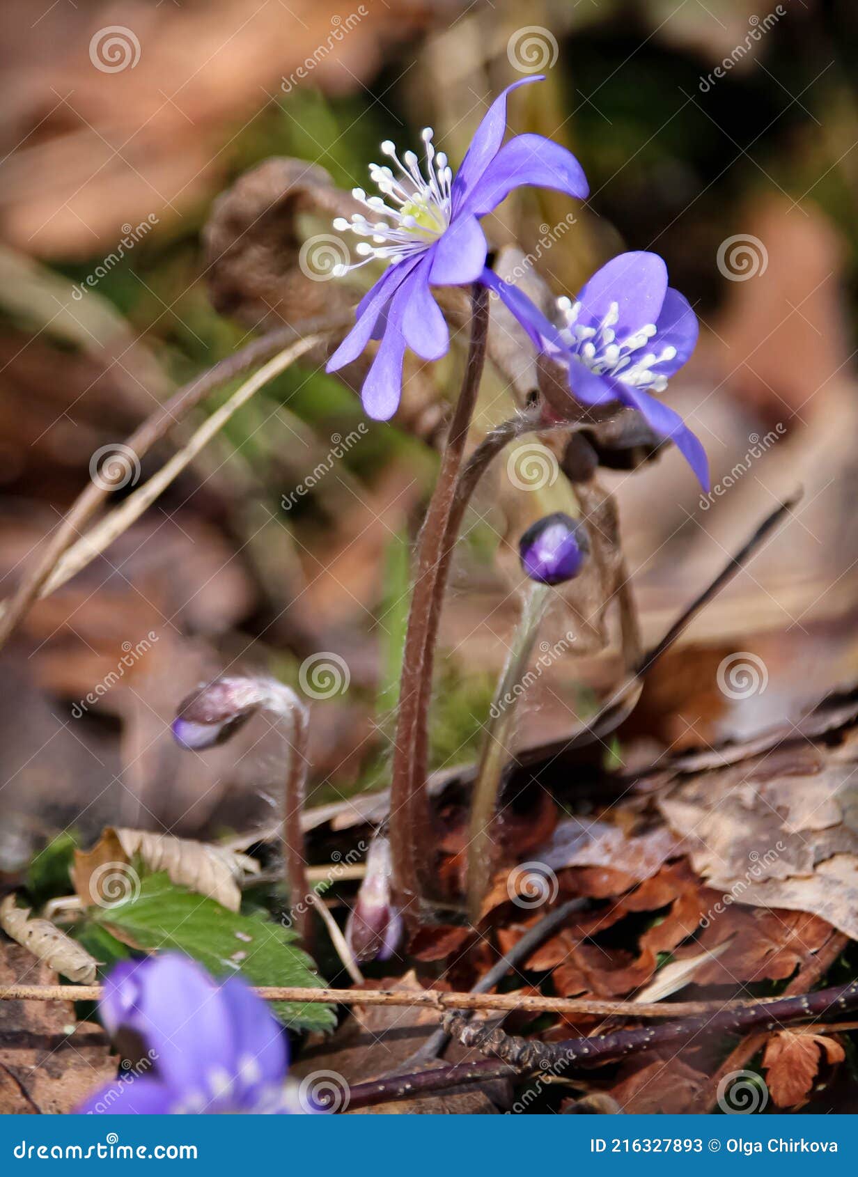 Hepatica Vulgaris in the Spring Forest Stock Image - Image of green ...