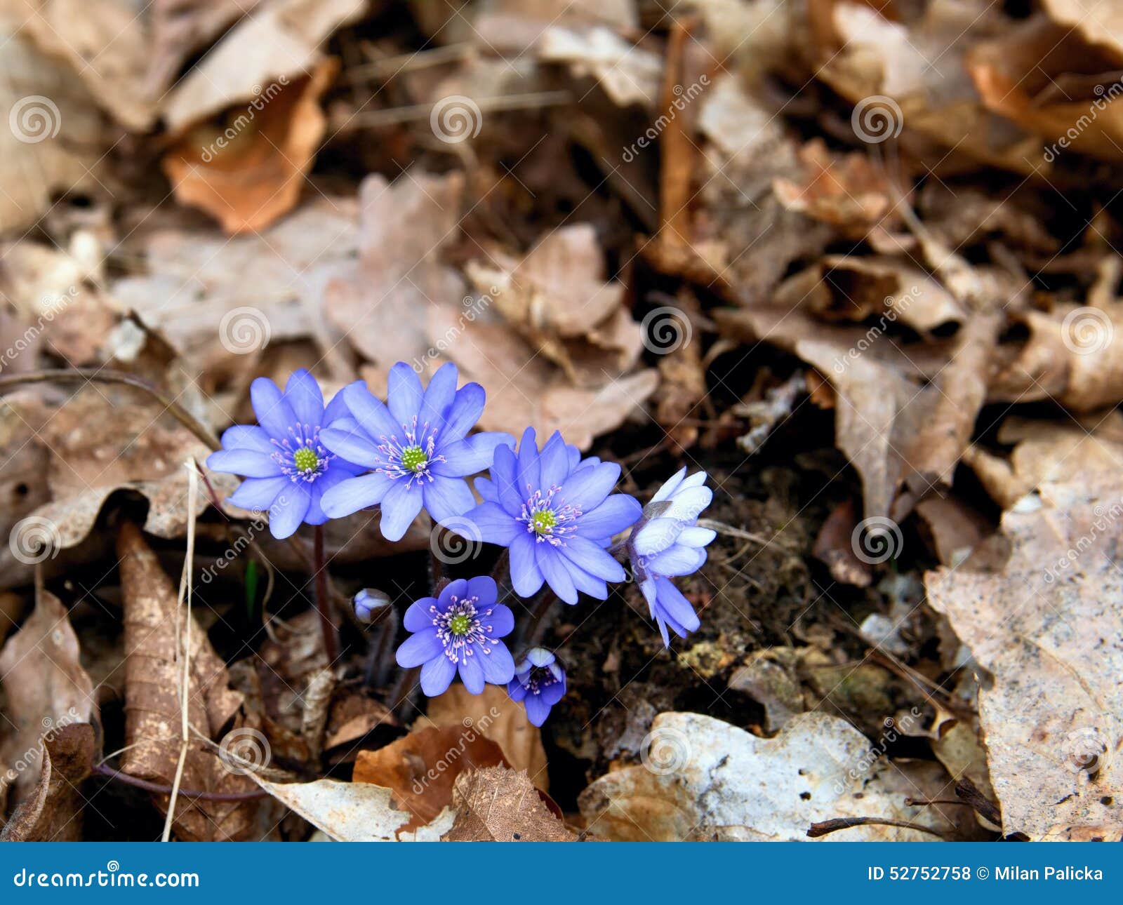 Hepatica stock photo. Image of hepatica, spring, herb - 52752758