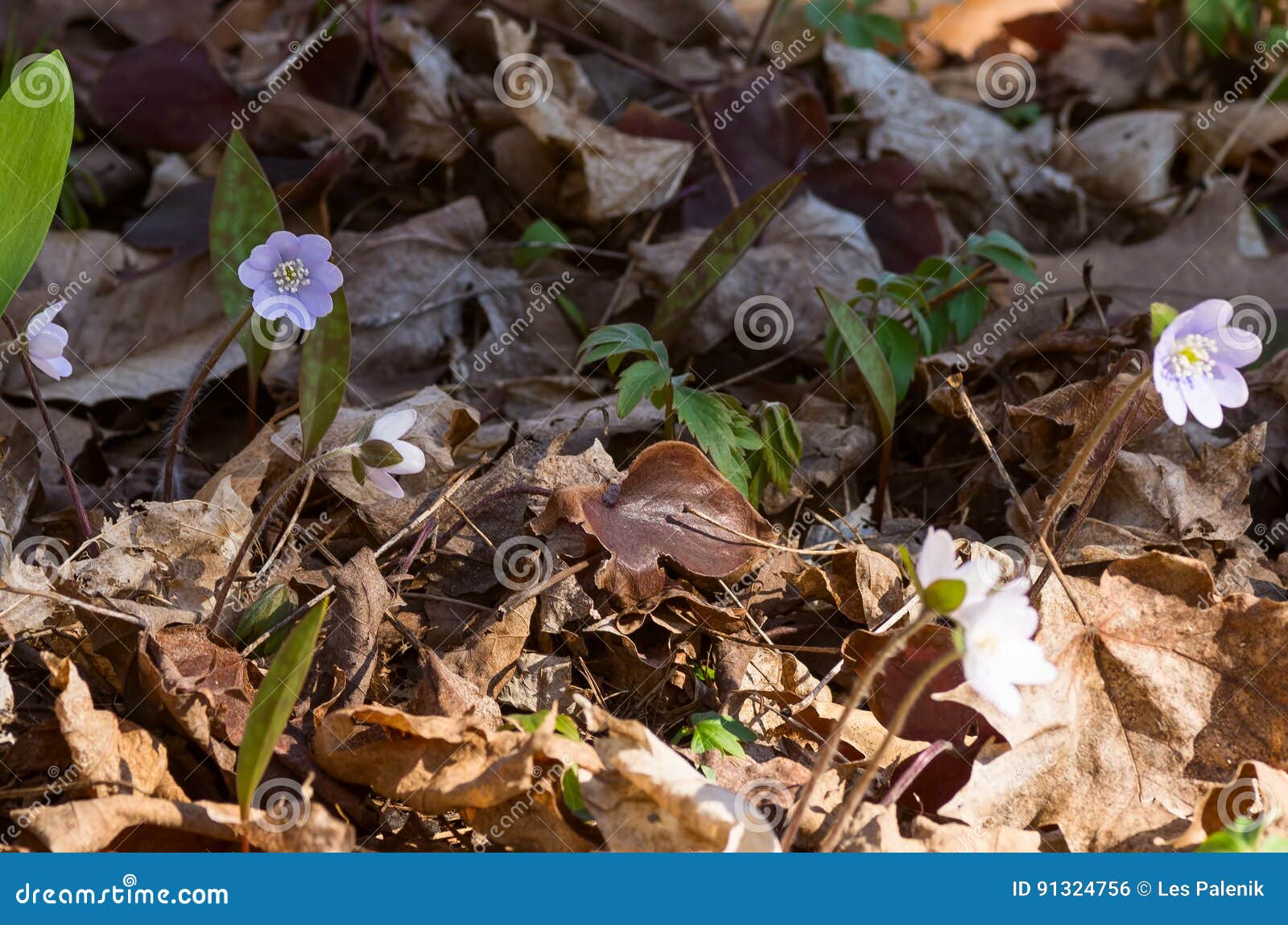 Hepatica wildflowers stock photo. Image of outdoor, eight - 91324756