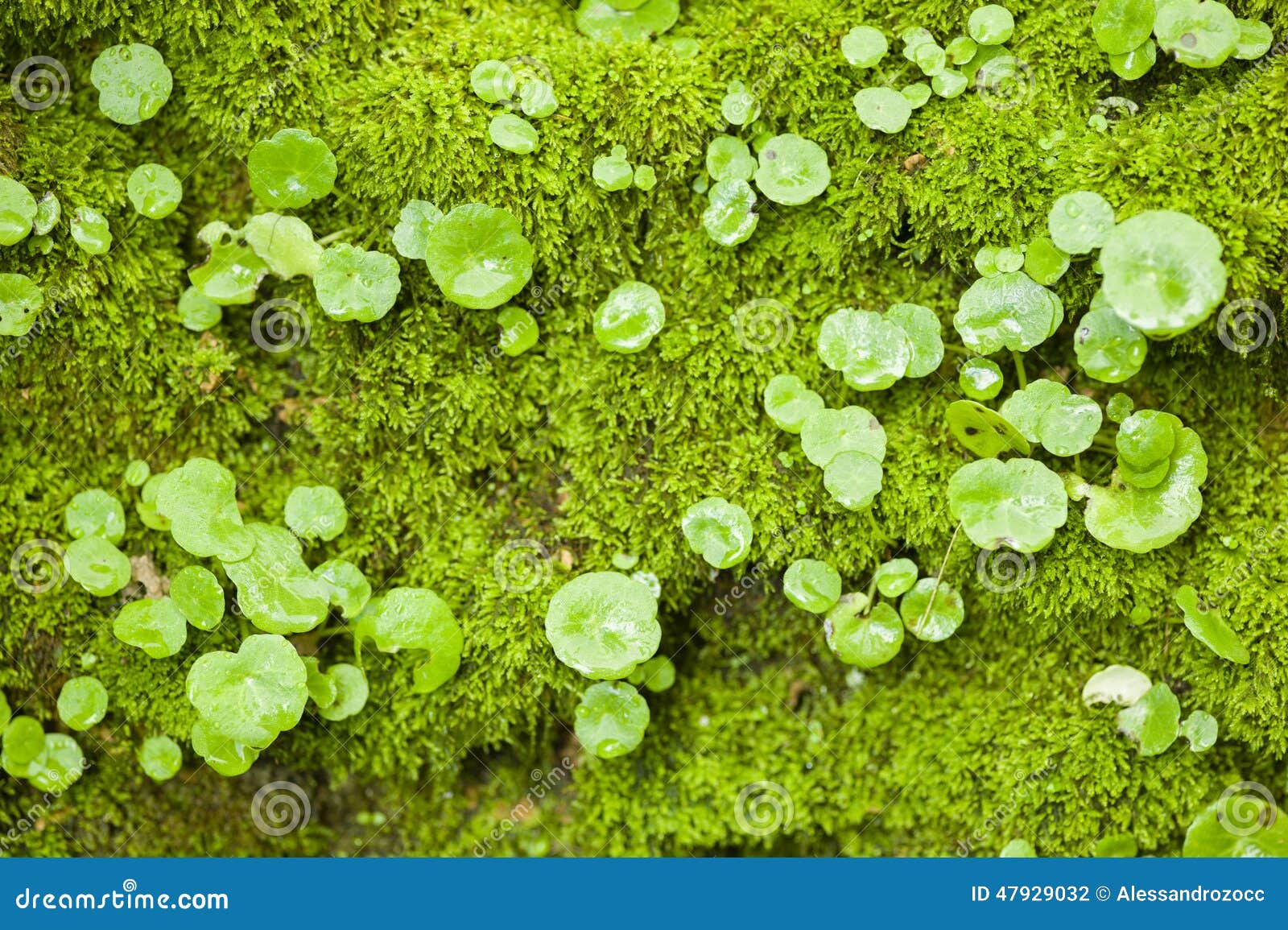 Hepatics Plant Growing on Tree Stump Stock Photo - Image of hepatics ...