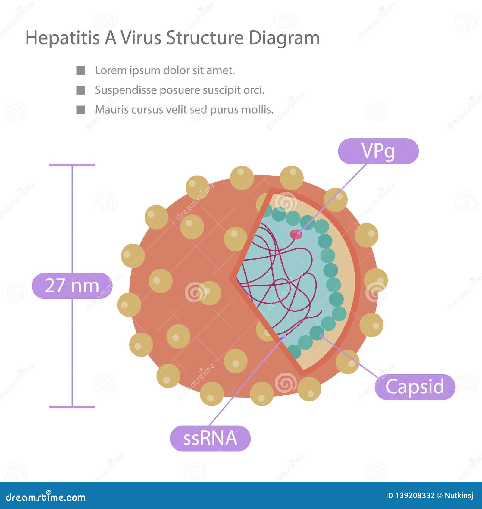 Hepatite Um Diagrama Da Estrutura Do Vírus Ilustração Do Vetor