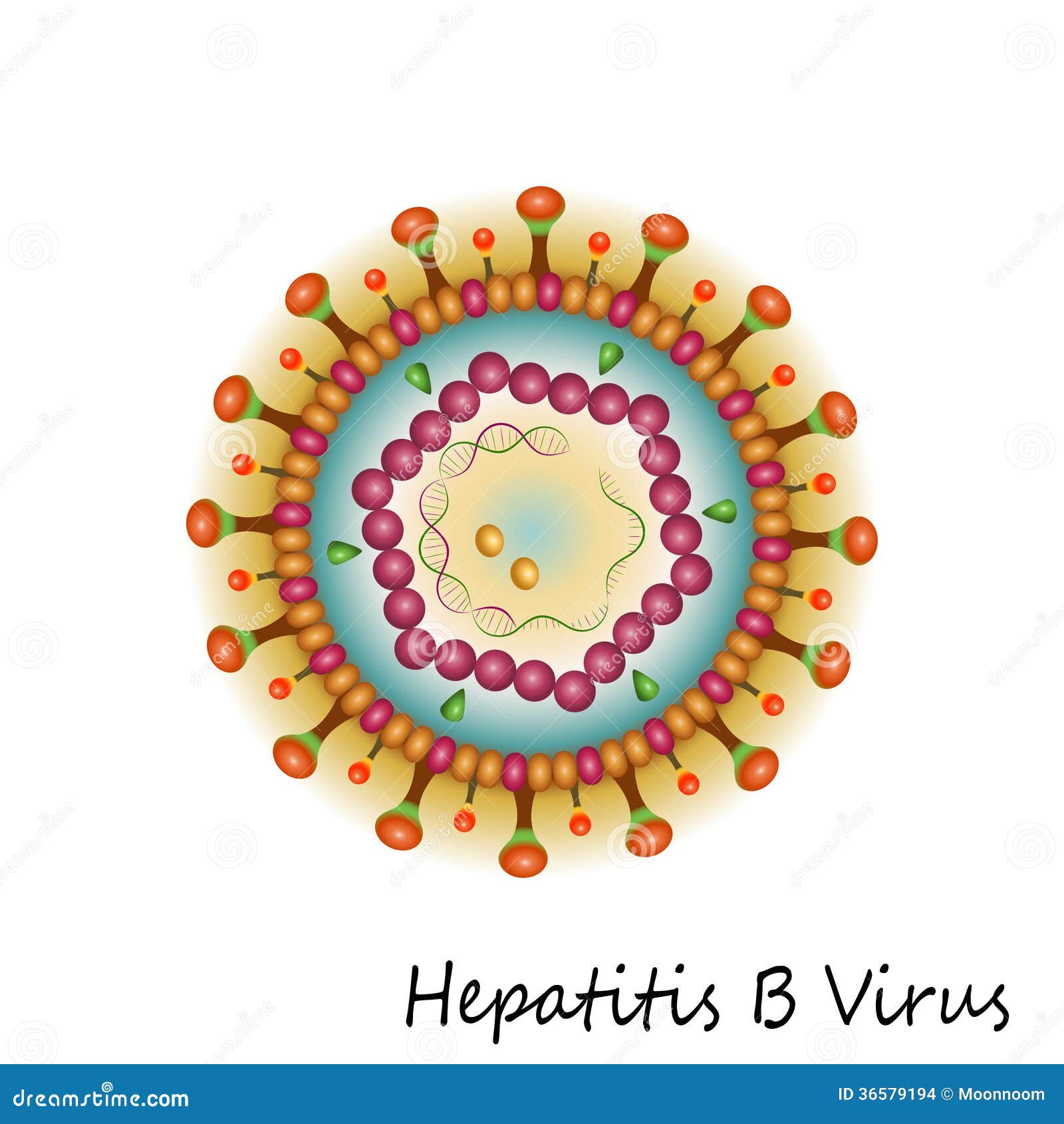 Hepatitis B Virus Particle Structure Stock Photography | CartoonDealer ... Hepatitis B Virus Particle Structure Stock Photography | CartoonDealer ...