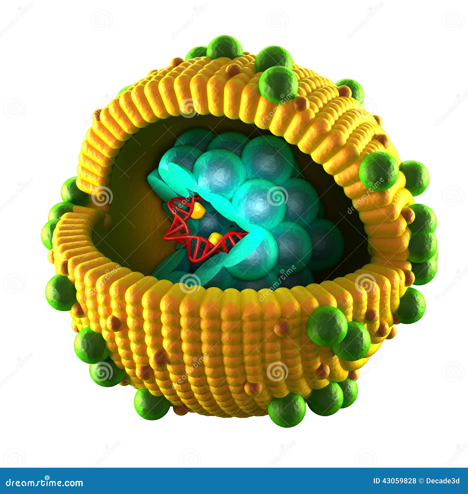 Virus Cell Mutations Process Vector Illustration Isolated On White ...