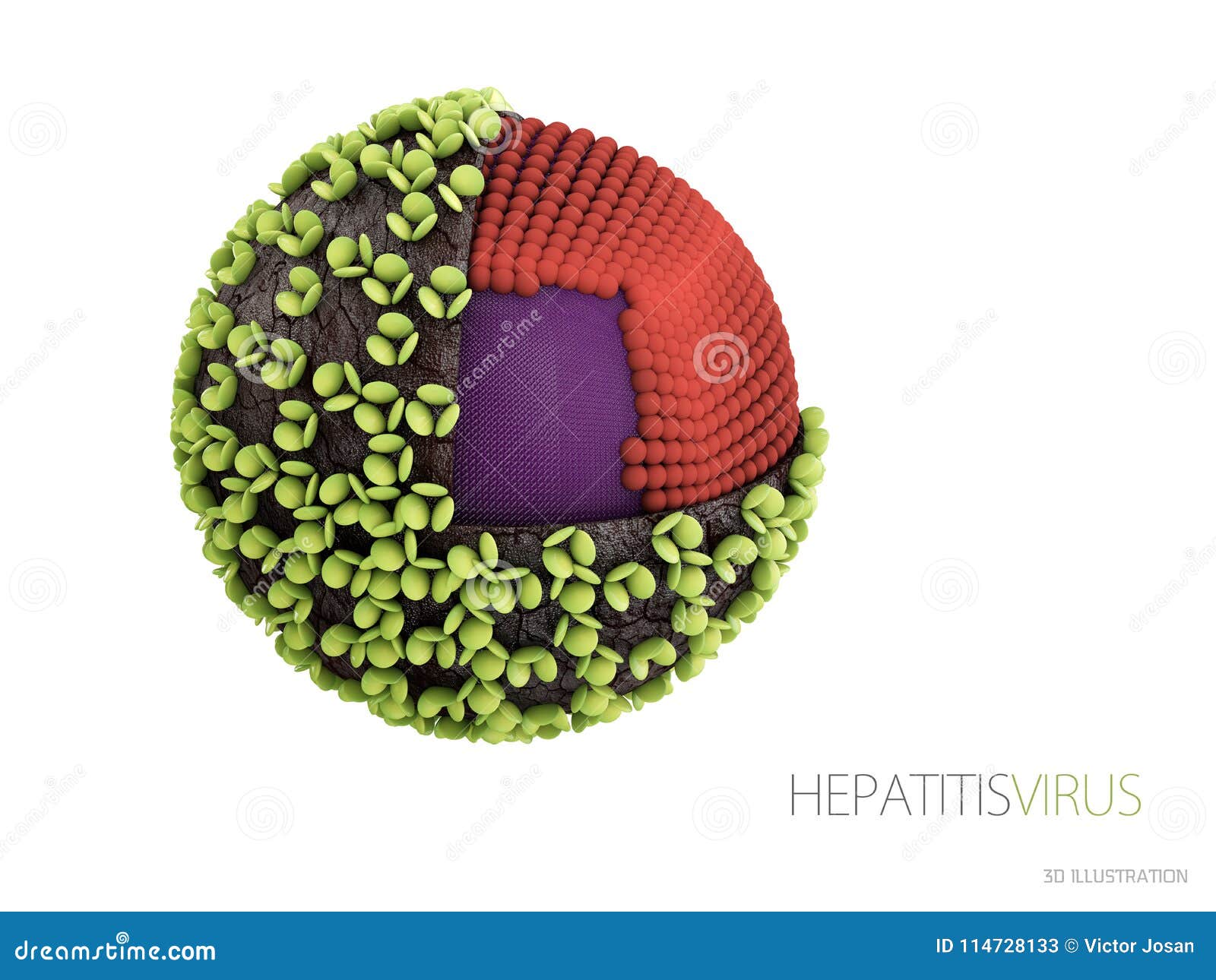 Hepatitis B Virus Structure