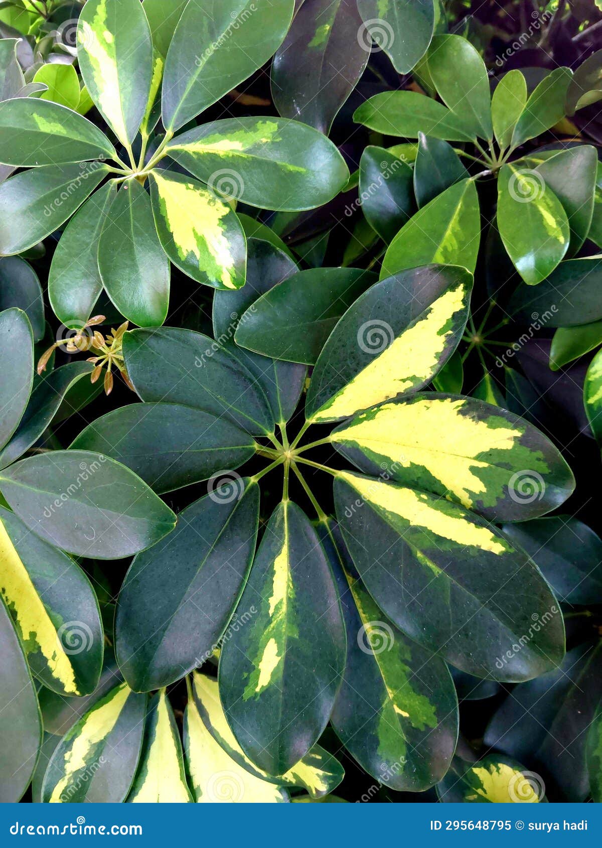 Heptapleurum Arboricola (Schefflera Arboricola) Fruit Stock Image ...