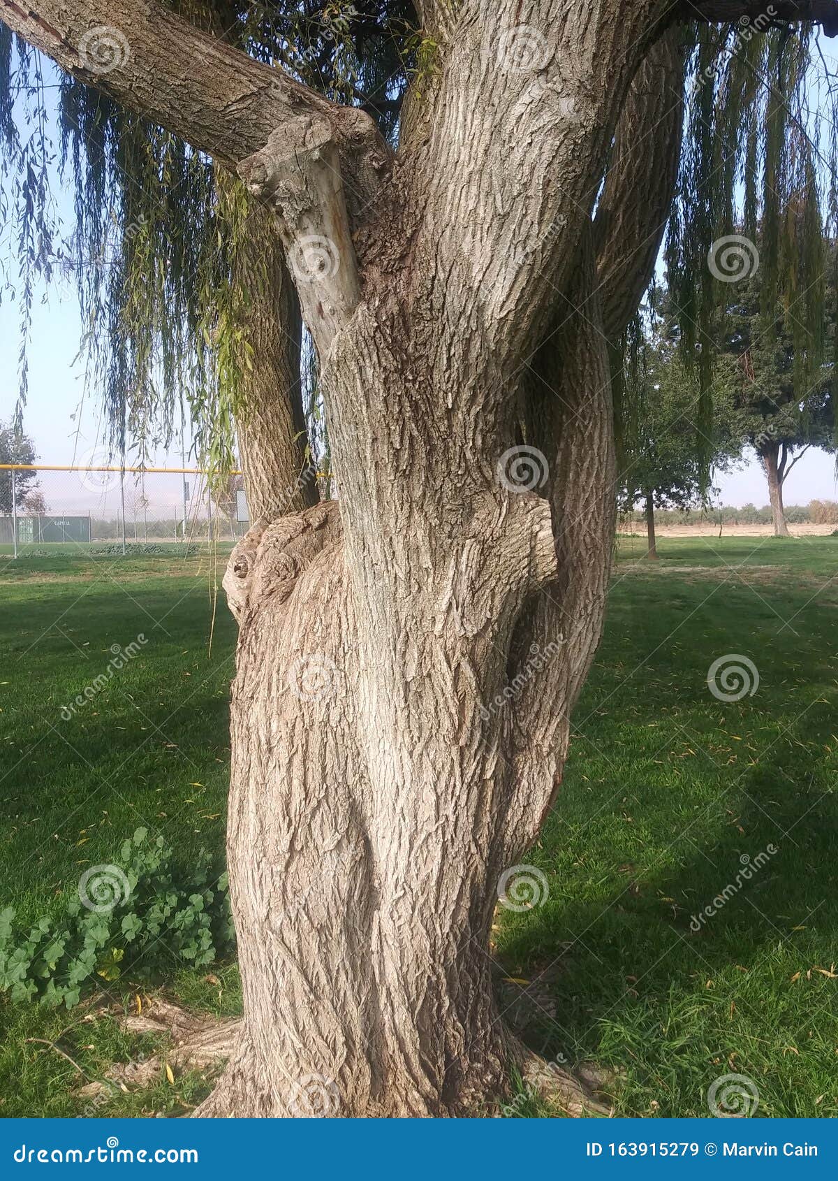 Her Beautiful Body. Base Structure Stock Image - Image of body ...