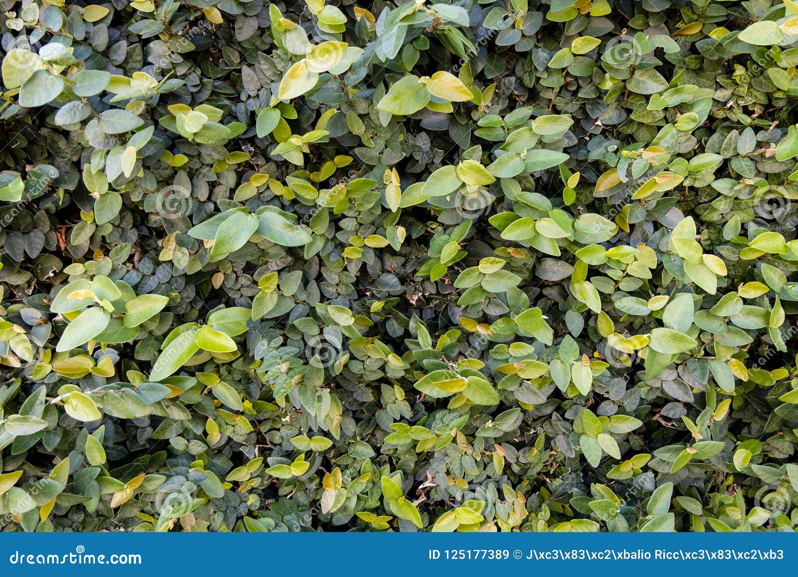 Hera Plant on Textured Wall Stock Image - Image of hera, hedera: 125177389