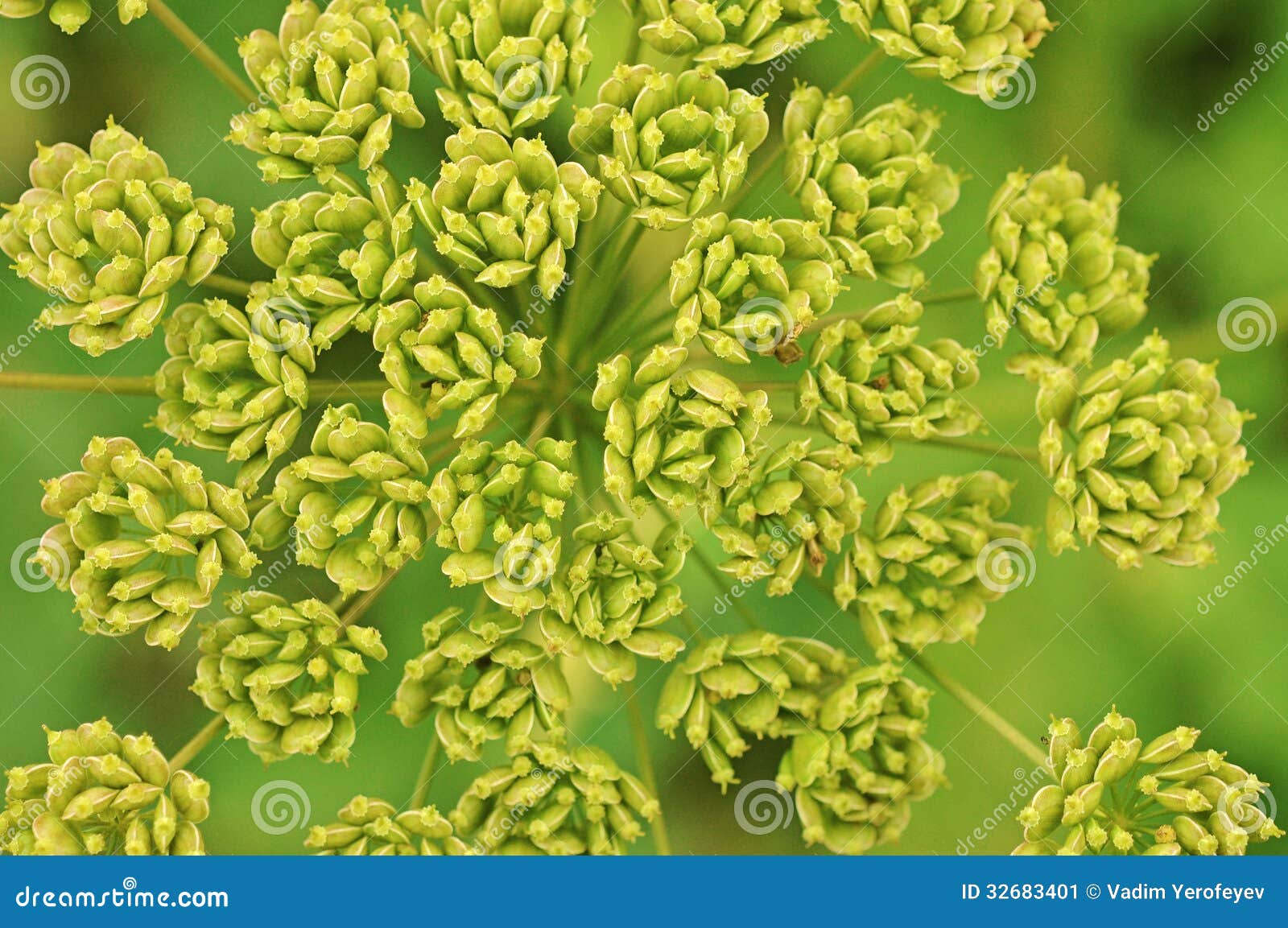 Heracleum Flower without Petals Stock Image - Image of season, armenia ...