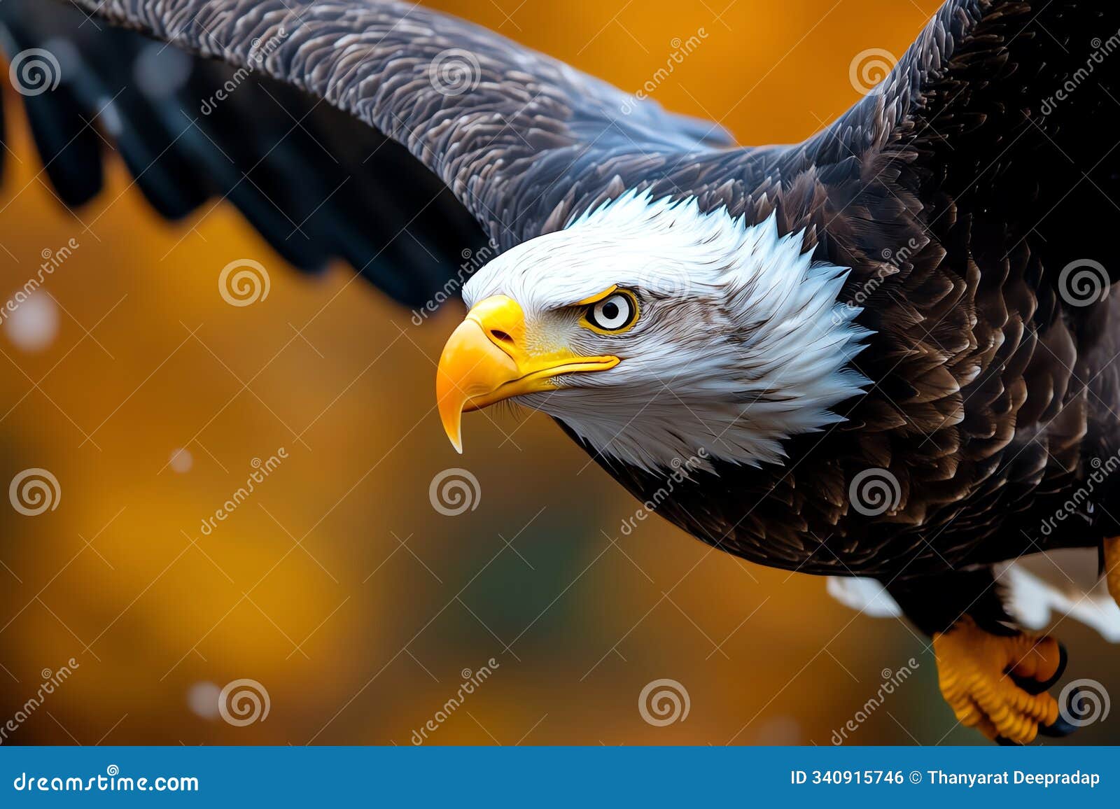 Heraldic Eagle, Wings Spread, Sharp Talons Represents Vision and ...