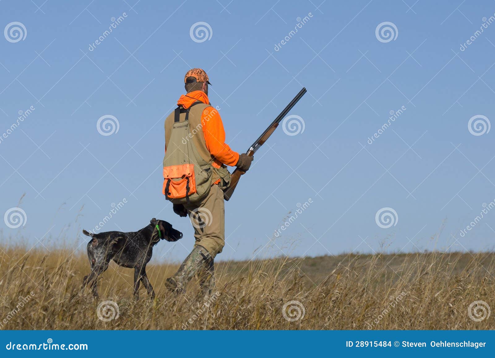 Heraus Fasan-Jagd stockfoto. Bild von wasservögel, nadelanzeige - 28915484