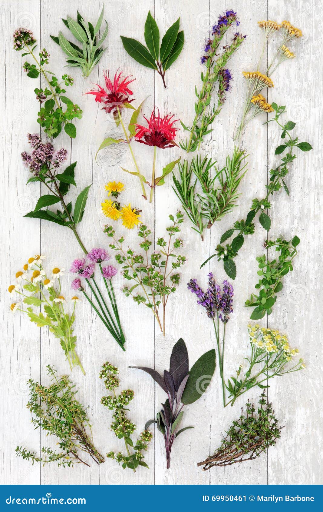 Herb Abstract Background Fresco Imagen de archivo - Imagen de hierba ...