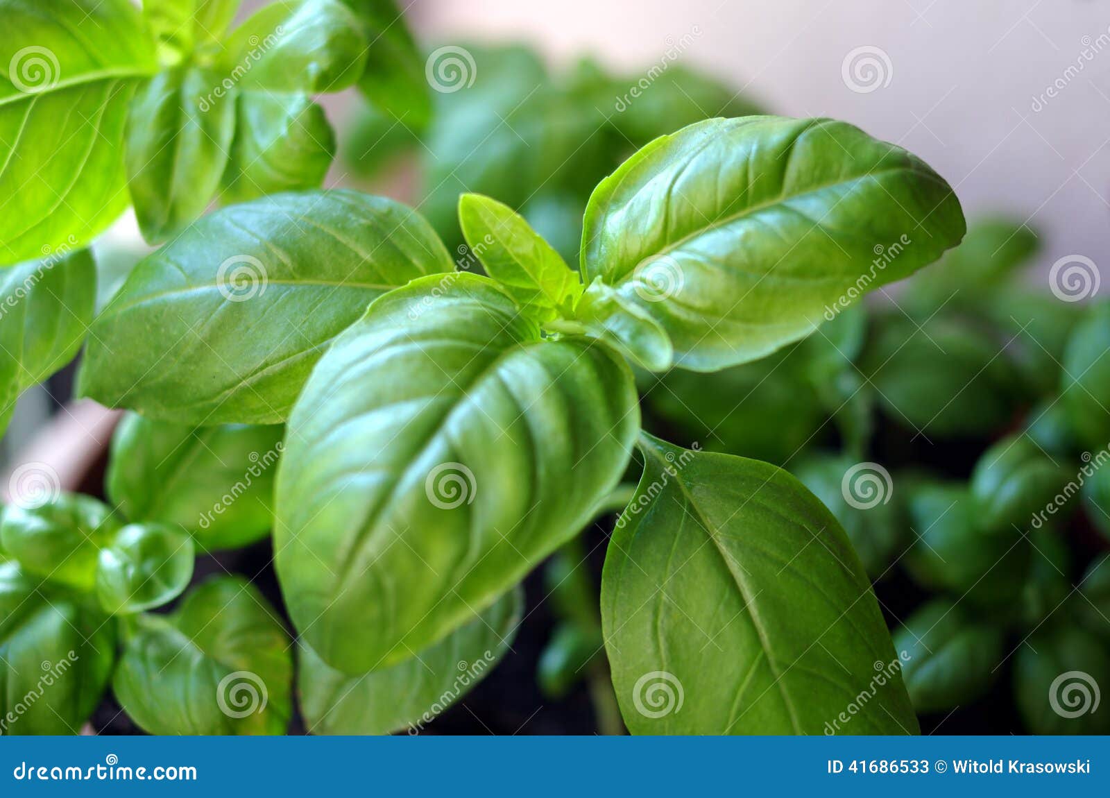 Herb basil stock image. Image of macro, stem, healthy - 41686533