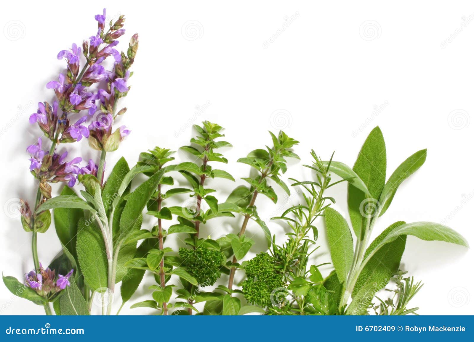 Herb Border stock image. Image of bouquet, sprigs, ingredients - 6702409