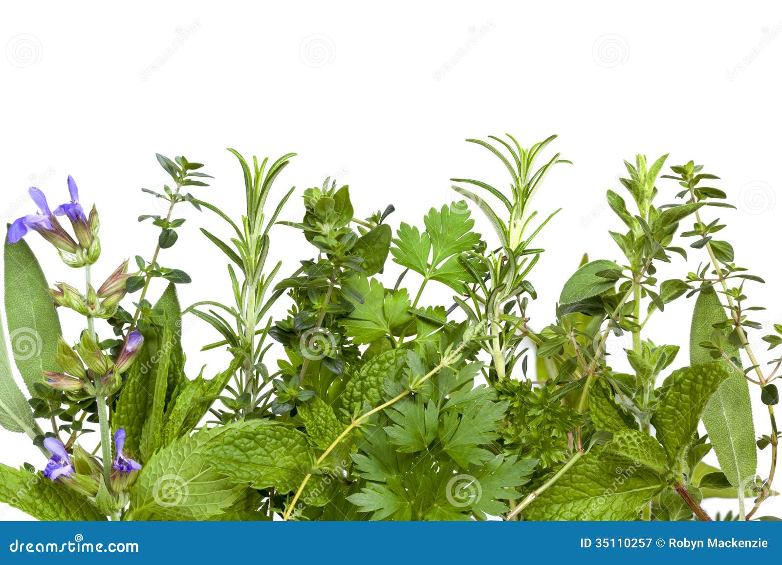 Herb Border sobre blanco imagen de archivo. Imagen de horizontal - 35110257