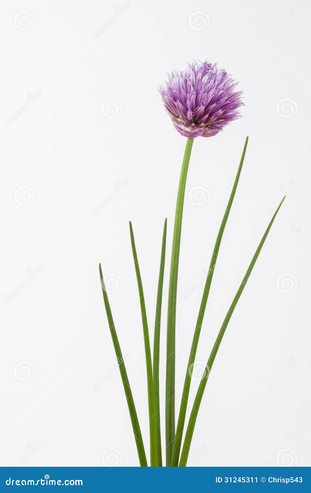 Herb Chive Including Flower on Plain Background Stock Image - Image of ...